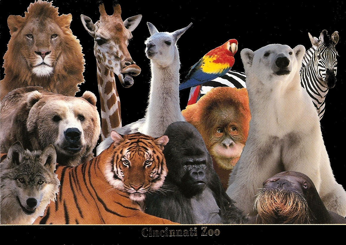 Zoo Animals That Start With B at Porter Loyd blog